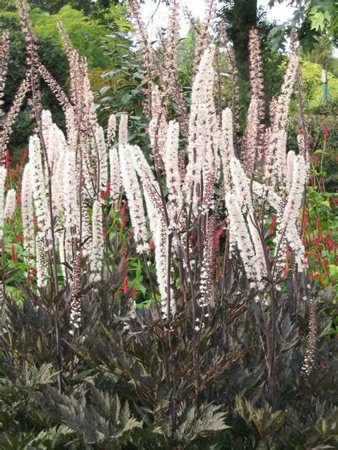 Actaea Plant Alchetron The Free Social Encyclopedia