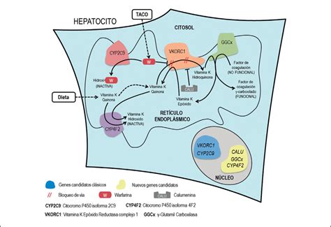Acenocumarol Mecanismo De Acción Indicaciones Y Precauciones Mecanicos Valencia