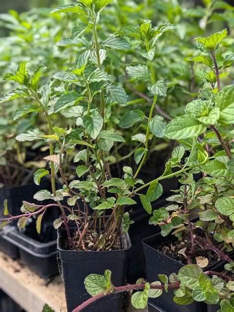 Mint Plants Perennial Plant Coop
