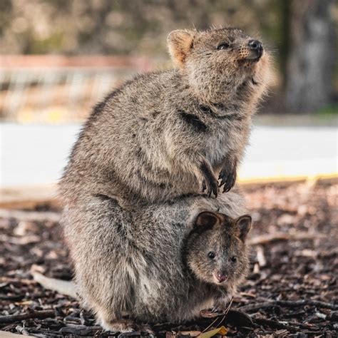 Wat Is Een Quokka 15 Feiten Over Het Gelukkigste Wezen Op Aarde