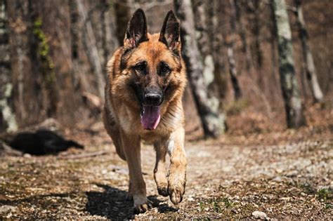 공원에서 신선한 공기에 개와 함께 산책 활성 게임과 움직임 독일 셰퍼드 개는 가을에 숲 길을 따라 행복하게 산책 번식 보여줍니다