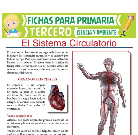 órganos Del Sistema Circulatorio Para Niños