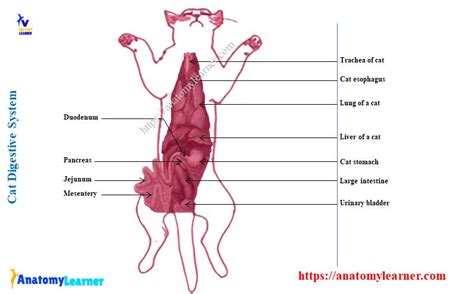 Cat Digestive And Reproductive Systems At Metropolitan