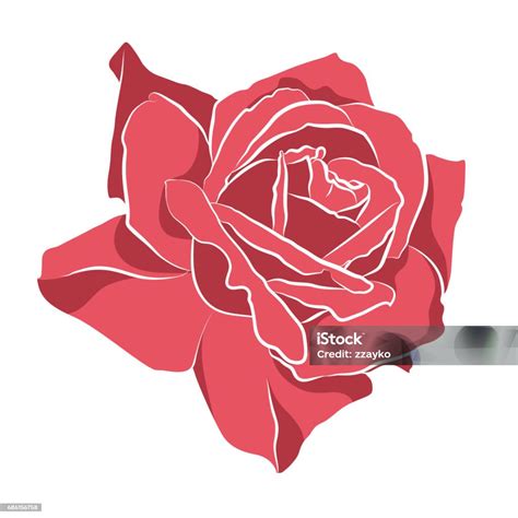 아름 다운 손으로 그린된 스텐실 장미 흰색 배경에 고립 꽃의 식물 실루엣 검은색에 대한 스톡 벡터 아트 및 기타 이미지 검은색 고립 색상 고무도장 Istock