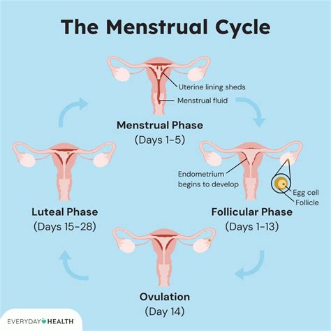 Different Phases Of Menstrual Cycle