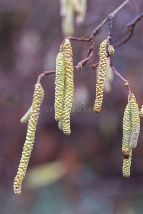 Corylus Americana The American Hazelnut 1 Or American Hazel 2 Is A