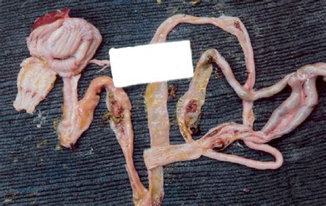 Digestive Diseases Of Poultry Cabi Compendium