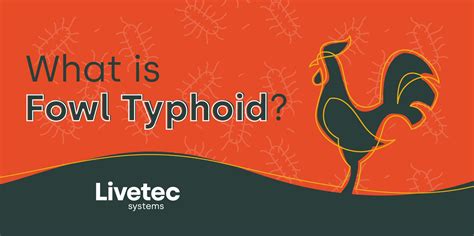 What Is Fowl Typhoid Livetec