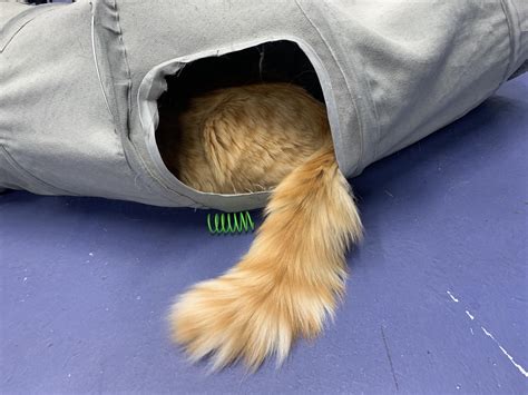 Fluffy Kitty Butt Scrolller