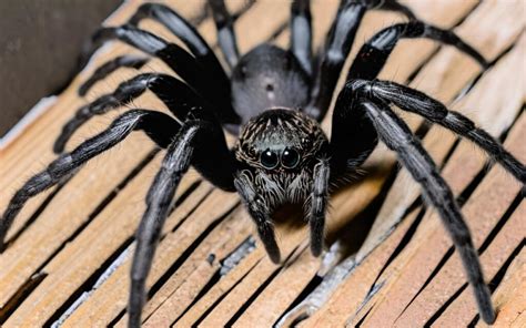 10 Male Black Widow Spiders Pictures With Interesting Facts