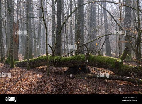 Sunbeam Entering Deciduous Forest Stand In Morning With Oak Tree Log