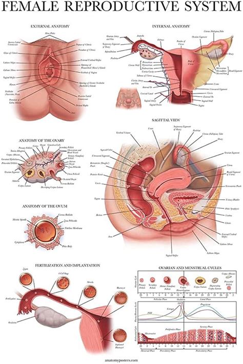 Full Female Anatomy Diagram