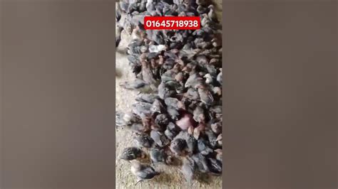 ফাউমি মুরগি বিক্রি হবে ফাউমি মুরগির খামার রাজশাহী ফাওমি মুরগির খামার মিশরীয় ফাওমি