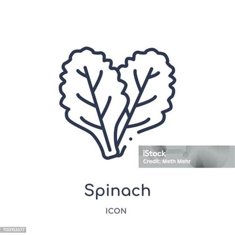 과일과 채소의 선형 시금치 아이콘 개요 컬렉션입니다 얇은 선 시금치 아이콘 흰색 배경에 고립입니다 시금치 유행 그림 날씬한에