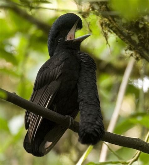 Umbrellabird Eat Why Do Umbrella Cockatoos Keep Laying Eggs
