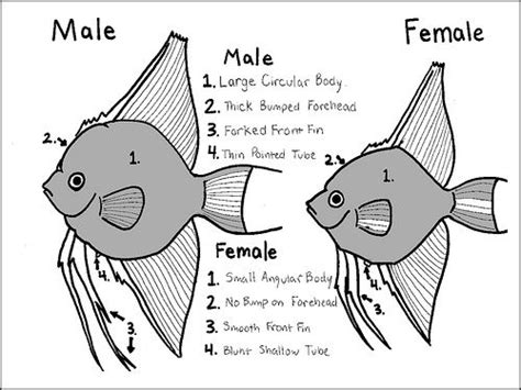 Male Vs Female Angelfish How To Tell The Difference