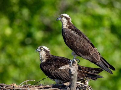 Osprey Bird Facts Pandion Haliaetus Birdfact