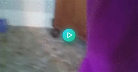 Chasing Tail  On Imgur