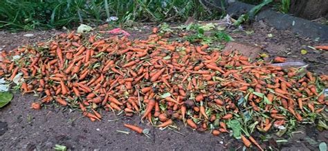 කුණු කොල්ලයට ගිය කැරට් විකුණගන්නත් බැරිවෙයි Ada Online