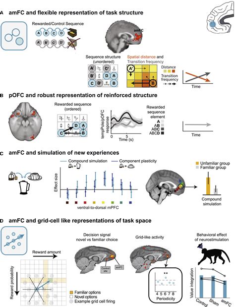 Medial And Orbital Frontal Cortex In Decision Making And Flexible Behavior Neuron