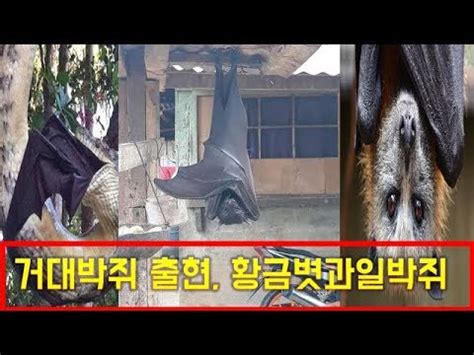 거대박쥐 출현 황금볏과일박쥐 YouTube