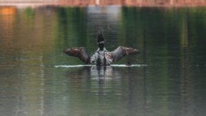 Loon Symbolism And Meaning Totem Spirit And Omens World Birds