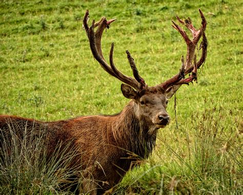 Nature Herbivorous Land Animal Wildlife Real Deer Buck One Animal