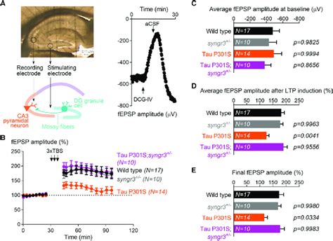 Lowering Synaptogyrin 3 Expression Preserves Synaptic Plasticity In Tau