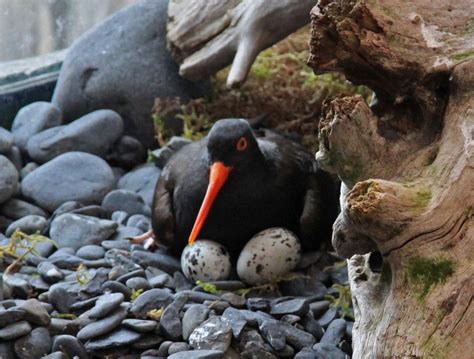 Pictures And Information On Black Oystercatcher