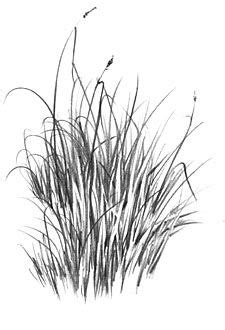 How To Draw Grass Pencil Drawing Lesson Realistic Drawings Drawing