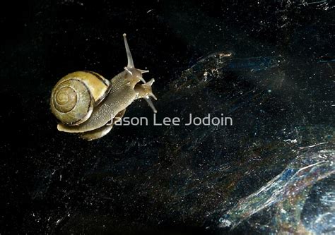 First Snail In Space De Jason Lee Jodoin Redbubble
