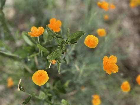 5 California Native Flower Favorites — The Flower Remedy