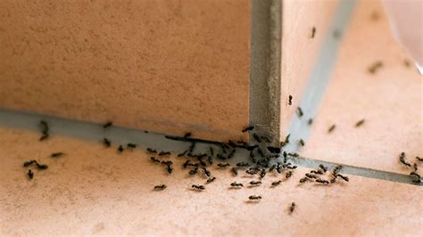 Why You See More Bugs In Summer Virginia Pest Control