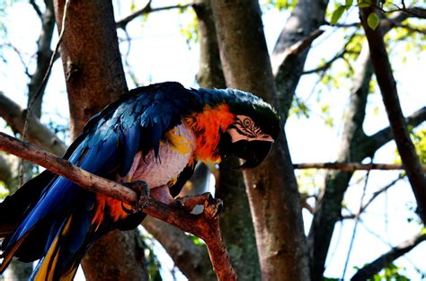 Arara De Barriga Amarela A Arara De Barriga Amarela Ou Ara Flickr