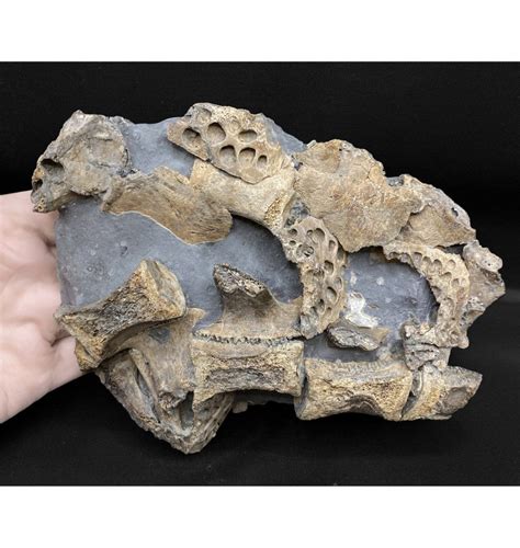 Fossils For Sale Fossils Upper Lias Lower Jurassic