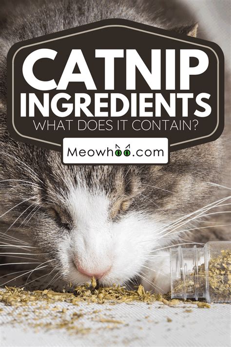 Catnip Ingredients What Does It Contain