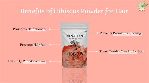 How Does Hibiscus Powder Boost Hair Growth Minaturewellness