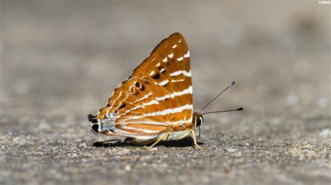 Dodona Dracon N A N A