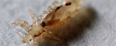 Whats The Difference Between Fleas And Lice Can Fleas Live In Human Hair