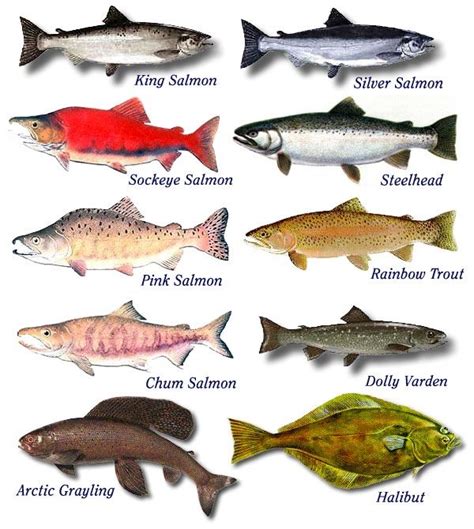 Alaskan Summer Salmon Species Salmon Fishing Alaska Fishing