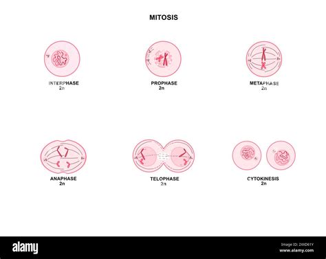Mitosis Illustration Mitosis Is The Process By Which A Cell