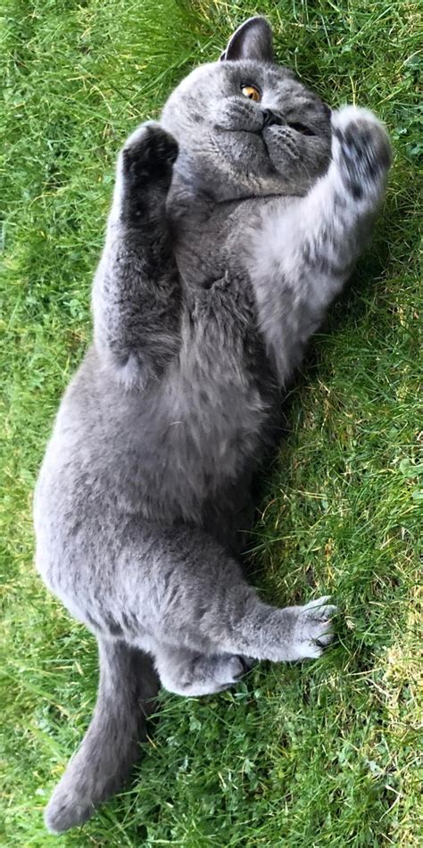 George Kitty Enjoying The Great British Springtime Xx Raww