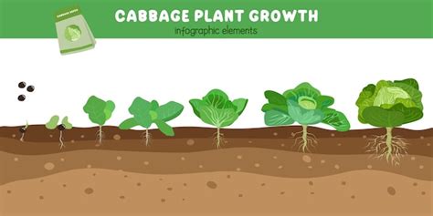 Cabbage Plant Growth Stages