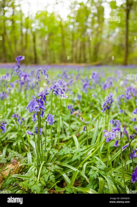 Common Bluebells Close Up Hyacinthoides Non Scripta Native Or