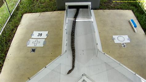 Pythons Are Invading Florida Meet The Scientists Fighting Back