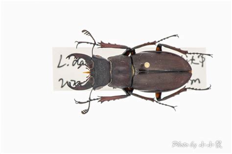 Lucanus Datunensis · Inaturalist