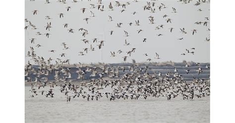 Историята на един млад природозащитник във влажните зони на Китай