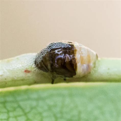 Spittlebug Nymph Clastoptera Bugguide Net