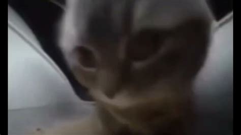 Chibi Chibi Chaba Chaba Fubiki Fox Memes Youtube