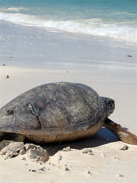 Green Sea Turtle On Beach Green Sea Turtle On Beach